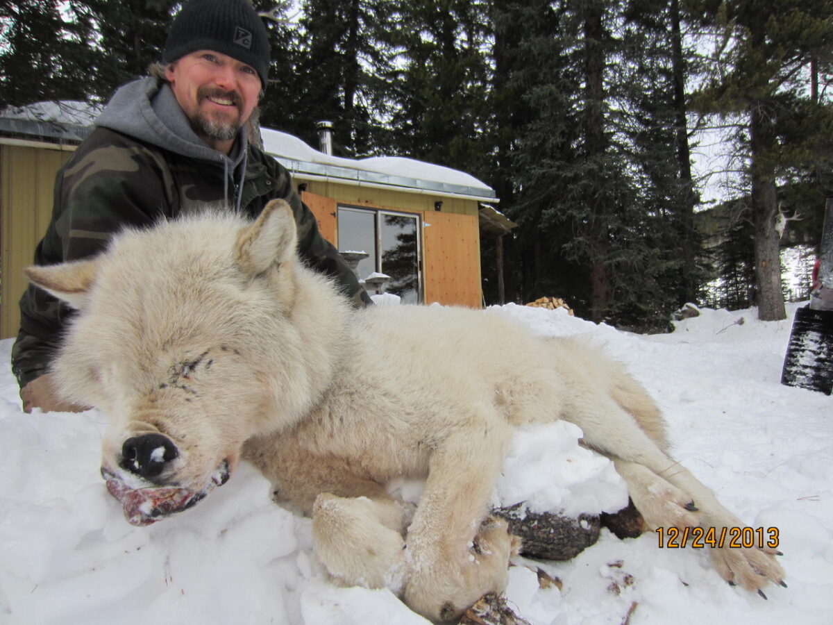 Wolf Hunting - Solo Trapper